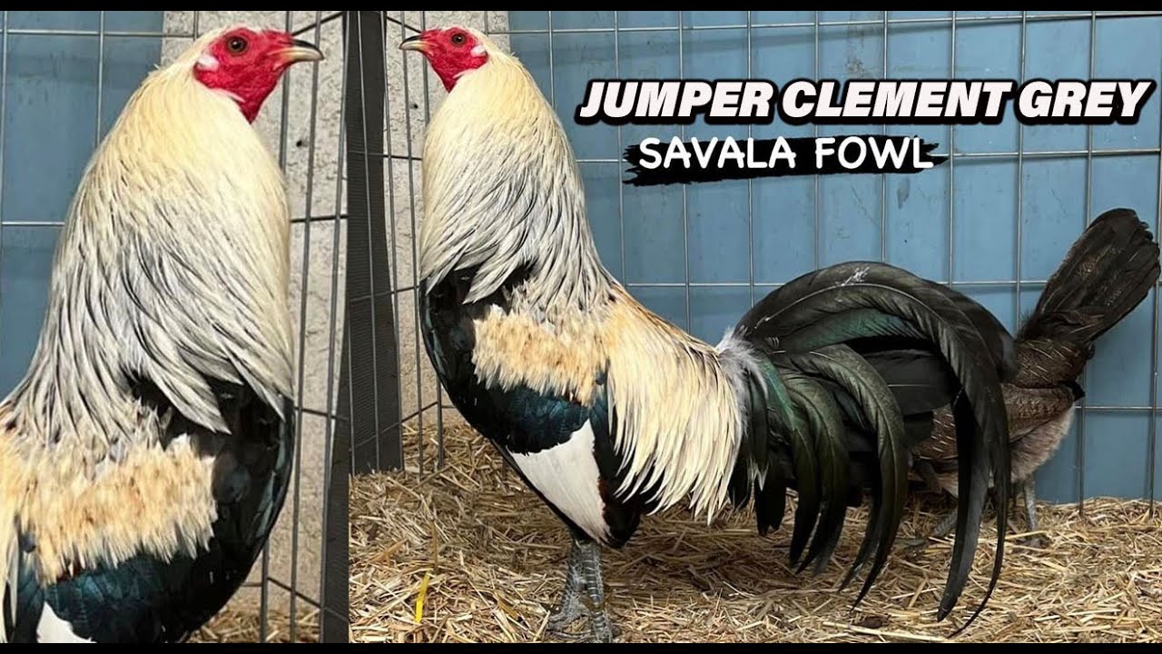 Jumper Clemmons Grey Dink Fair Kelso Hennie SAVALA FARMS Beautiful ...