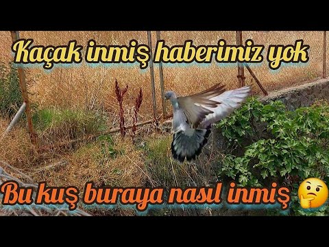 Sökük Kaçak mavi yakaladım/oyunkuşu taklacı güvercin