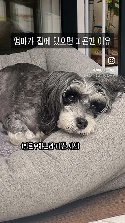 엄마가 집에 있으면 피곤한 강아지 Youtube
