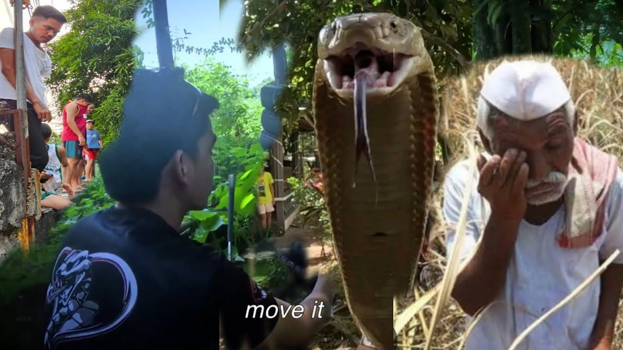 BUMULA NA ANG BIBIG DAHIL SA TUKLAW NG COBRA ANG KANYANG PINSAN - YouTube