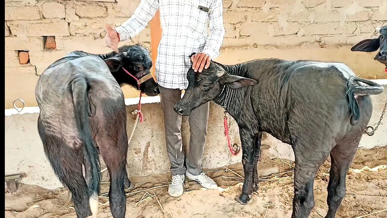 banni buffalo calf pure banni breed calfs😍 ️#bannibuffalo #buffalo # ...