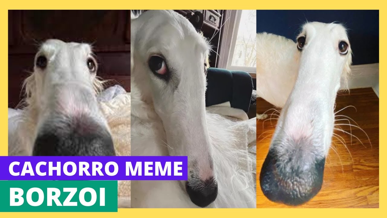 MEME Borzoi - O Cachorro do focinho grande "Let Me Do It For You"🐶🦴😃 # ...