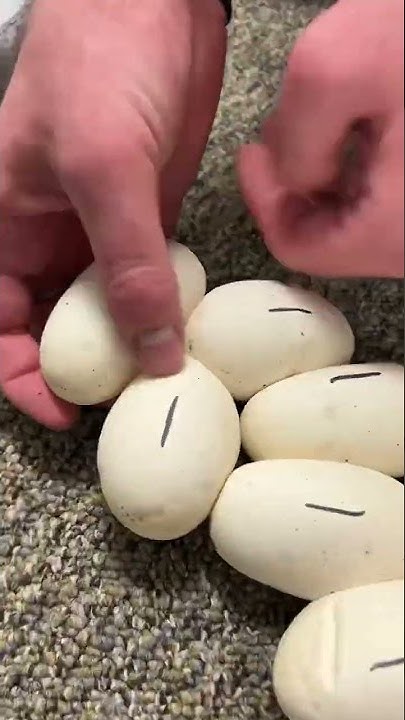 Rare Python Lays Eggs! #shorts #snake #eggs #python #reptiles #animals ...