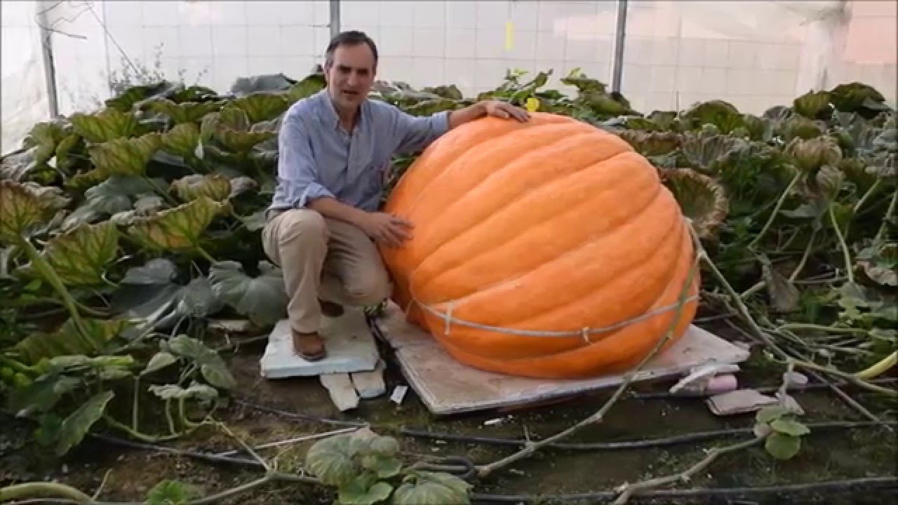Consejos Para Cultivar Calabazas Gigantes Calabazas Gigantes