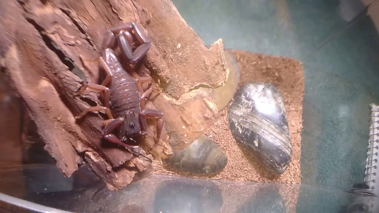 Scorpion collection tour/origin video. *Read description* - YouTube