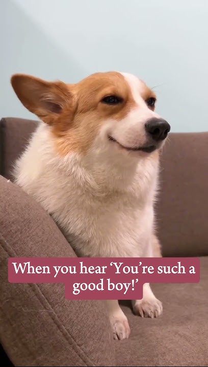 The Cutest Smile: Dog’s Reaction to Being Called a ‘Good Boy’!🐕 ️ # ...