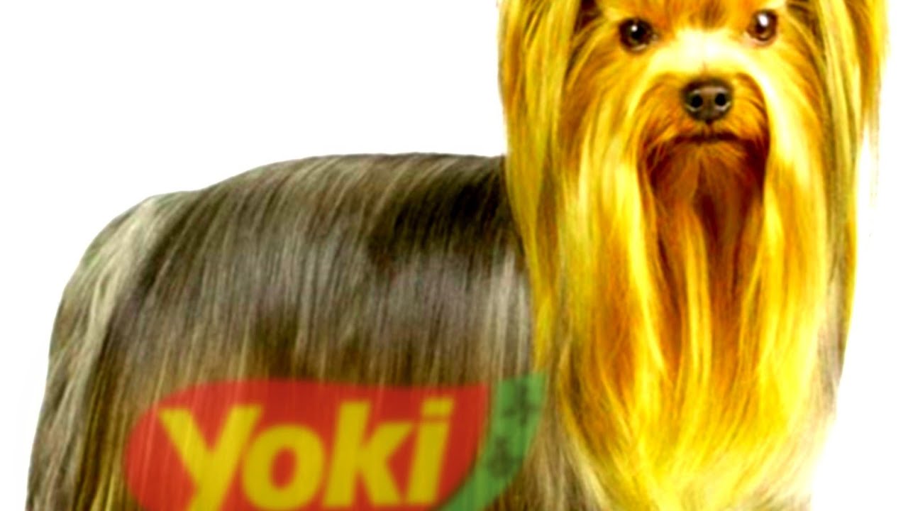 O novo dono da Yoki? Filho do sócio da Yoki faz propaganda para ...