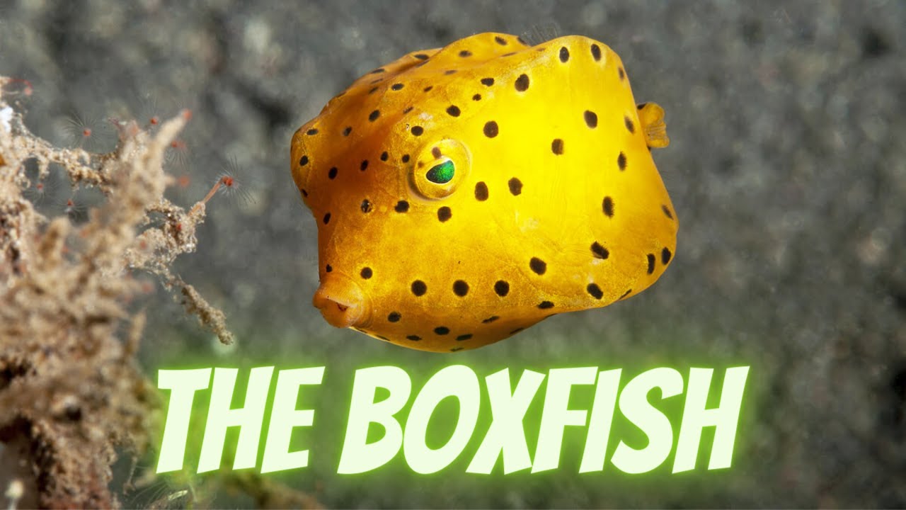 The Boxfish: the surprise-filled safe of marine life. - YouTube