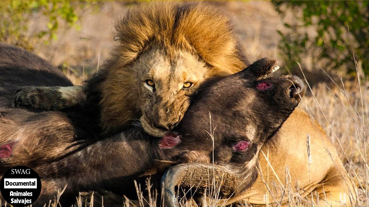 ¿Esta Es La Razón Por La Que El León Más Poderoso Ataca A Sus Presas ...