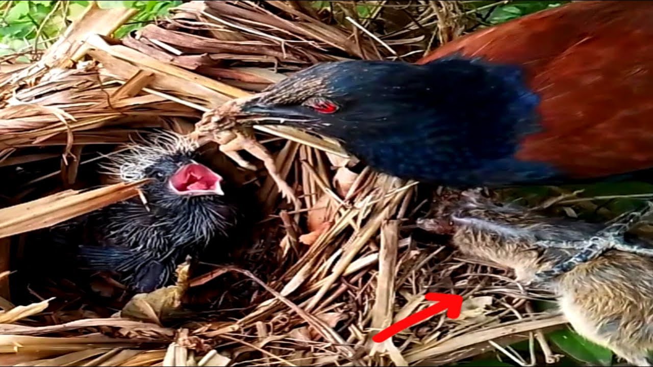 Greater coucal birds bring a frog to feed their young at the nest - YouTube