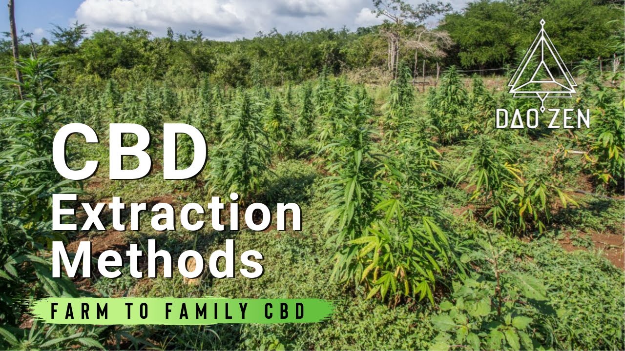 CBD Extraction Methods How To Extract CBD Part 4 YouTube