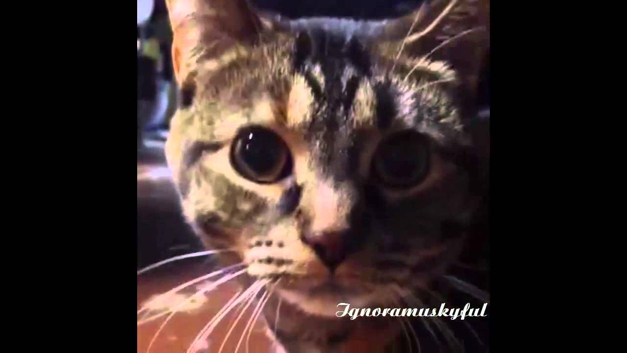 Best Cat Vines Compilation February 2015 - Part 2 - YouTube