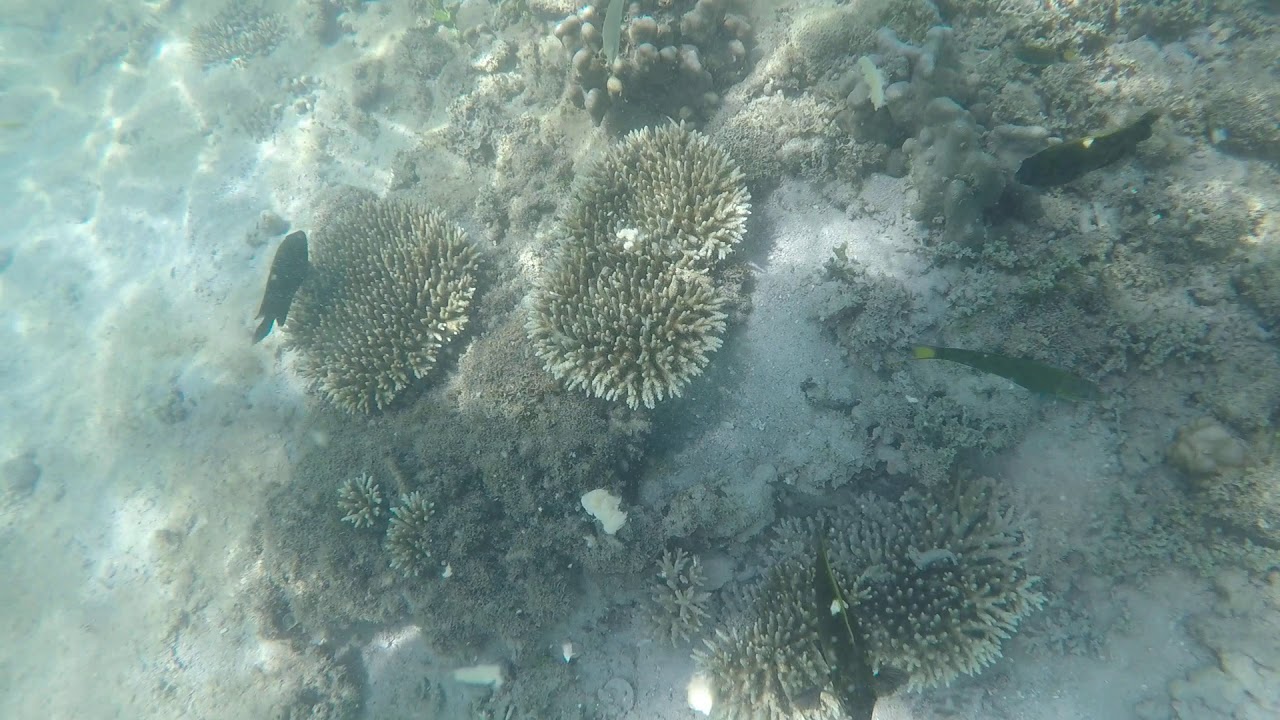 Feeding fish bananas Sapi Island - YouTube