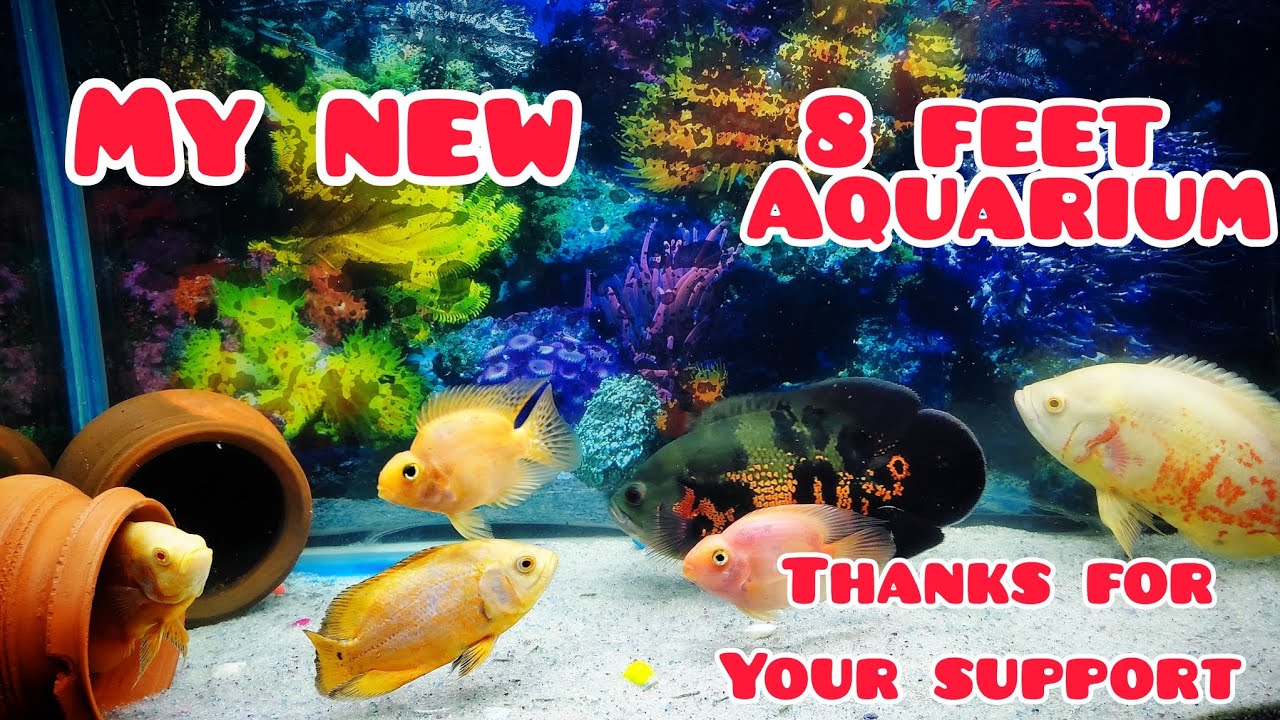 Finally 😍 ️ || My New Upcoming 8 Feet Monster Fish Tank 🥰 || #fish # ...