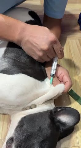 How to injection medicine to dog#shortvideo #dog - YouTube