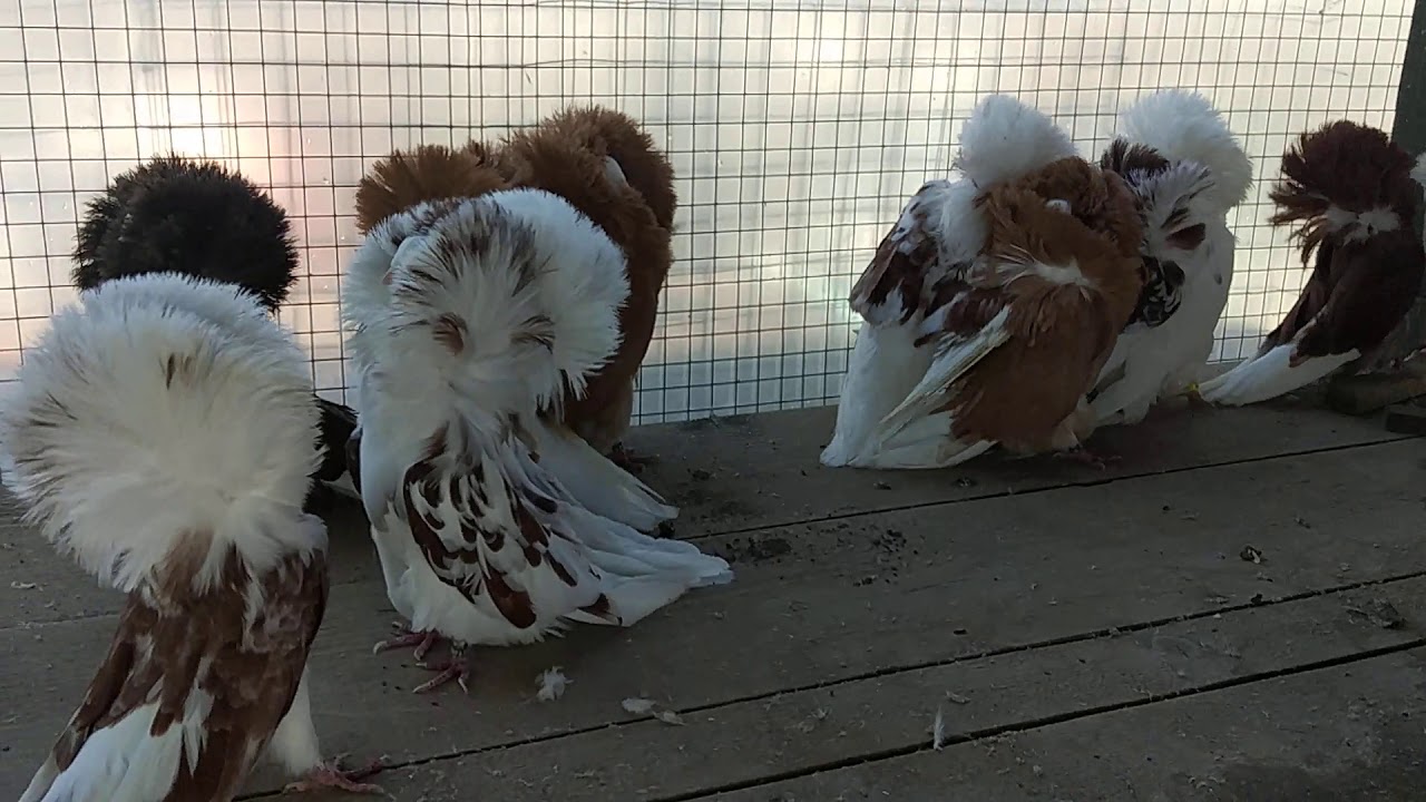 my jacobins pigeons - YouTube