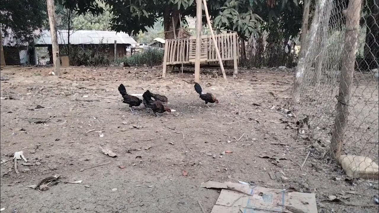 saib kuv cov me nyuam qaib dib ob hli ntau - YouTube