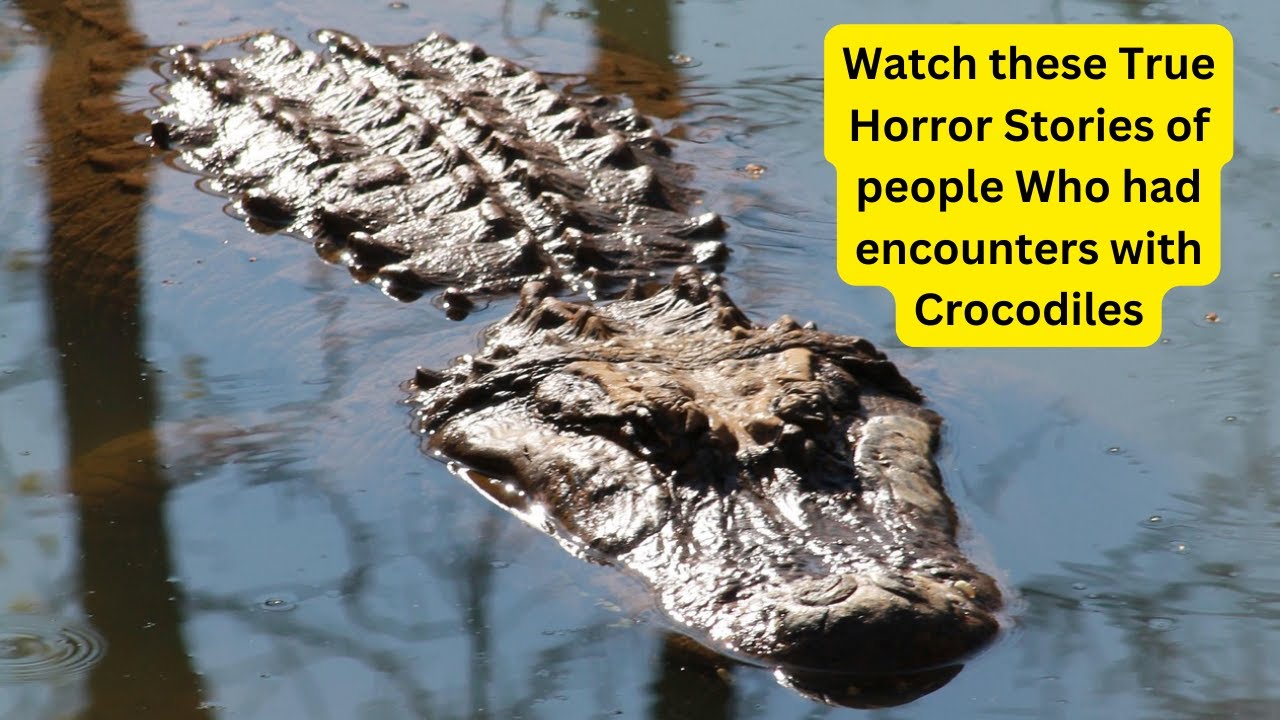 WARNING: You Will Be SHOCKED By These True Horror Stories of Crocodile ...