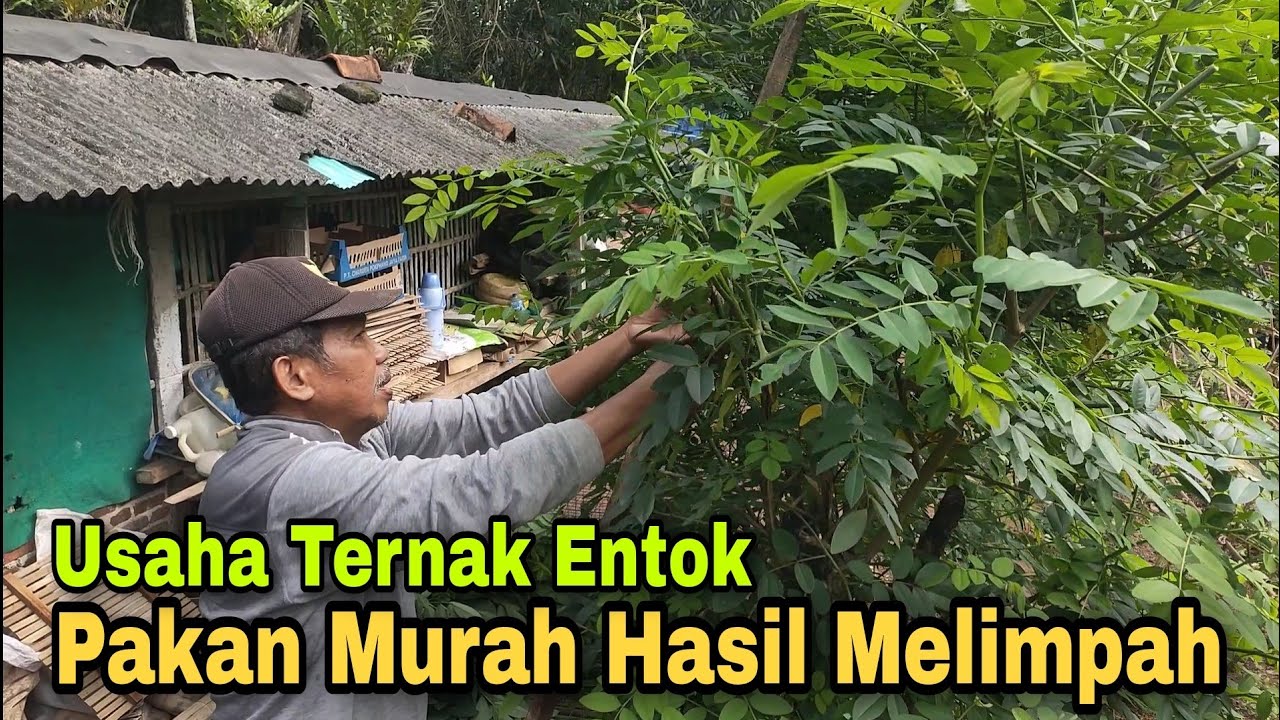 Usaha Ternak Entok || Biaya Murah Hasil Melimpah dengan Membuat Bank ...