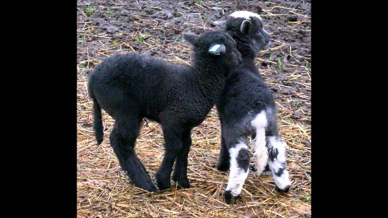 Done Found My Lost Sheep - YouTube