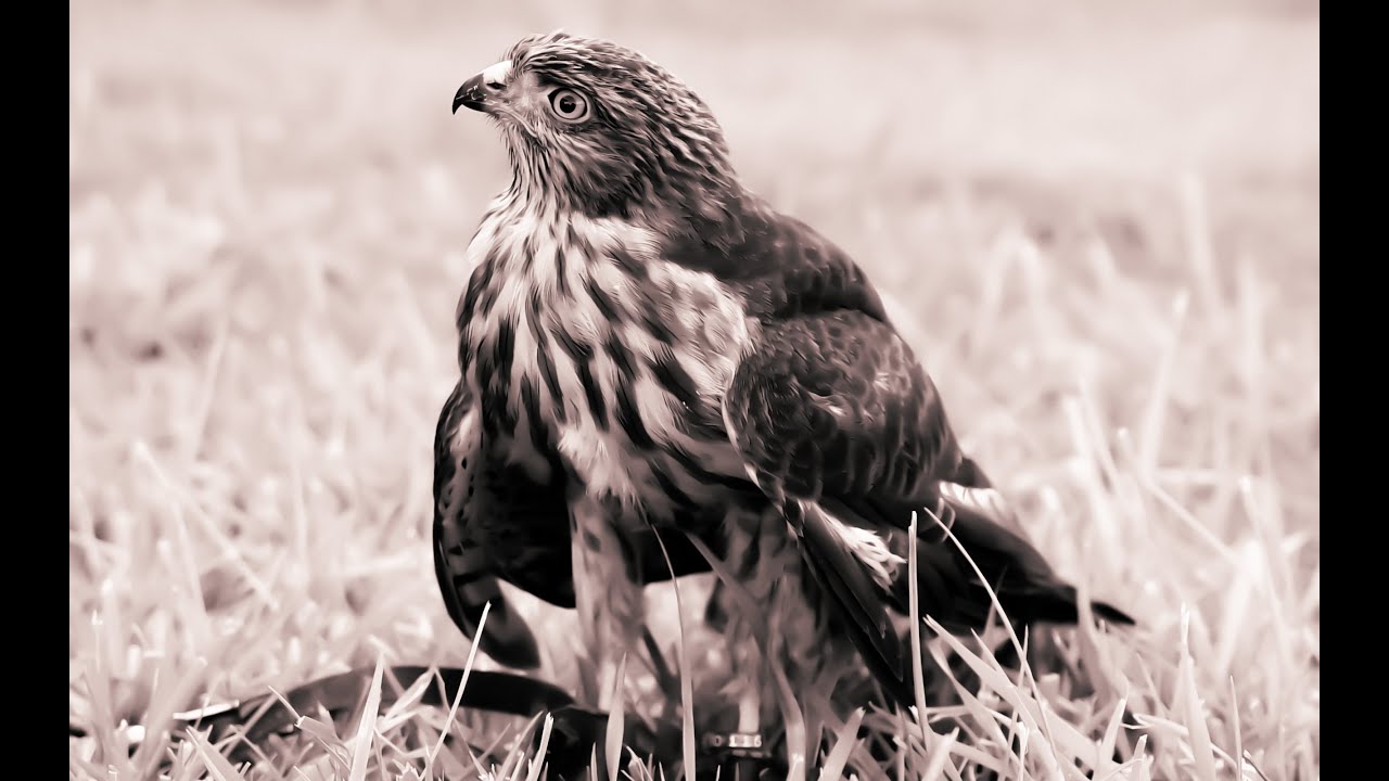 Falconry: Sharp-shinned hawks introduction - YouTube