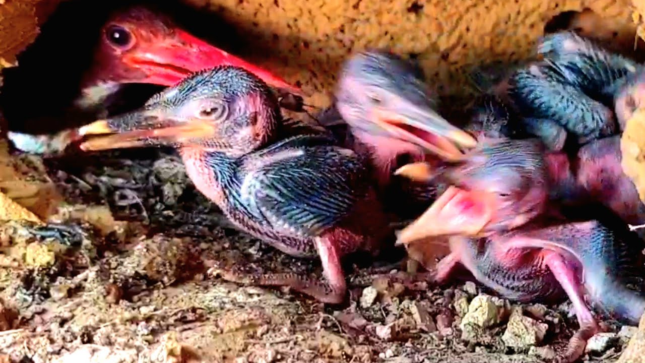 Riuh nya anak burung tengke dengan anak empat dalam lubang - YouTube