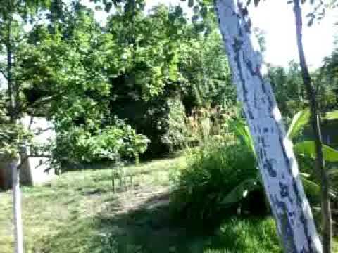 Koramal / cox qoxdum