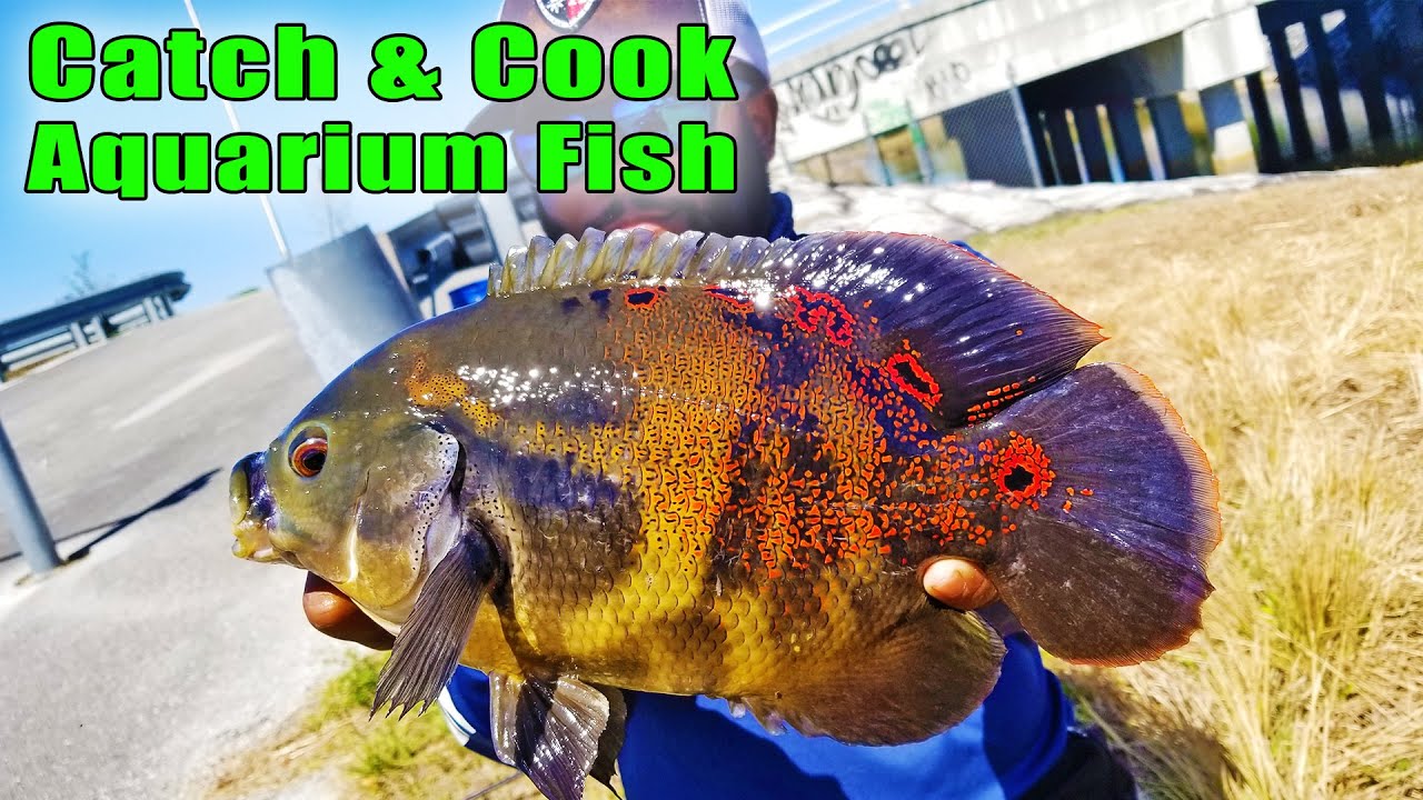 Eating TIGER OSCAR - Catch and Cook Aquarium Fish - YouTube