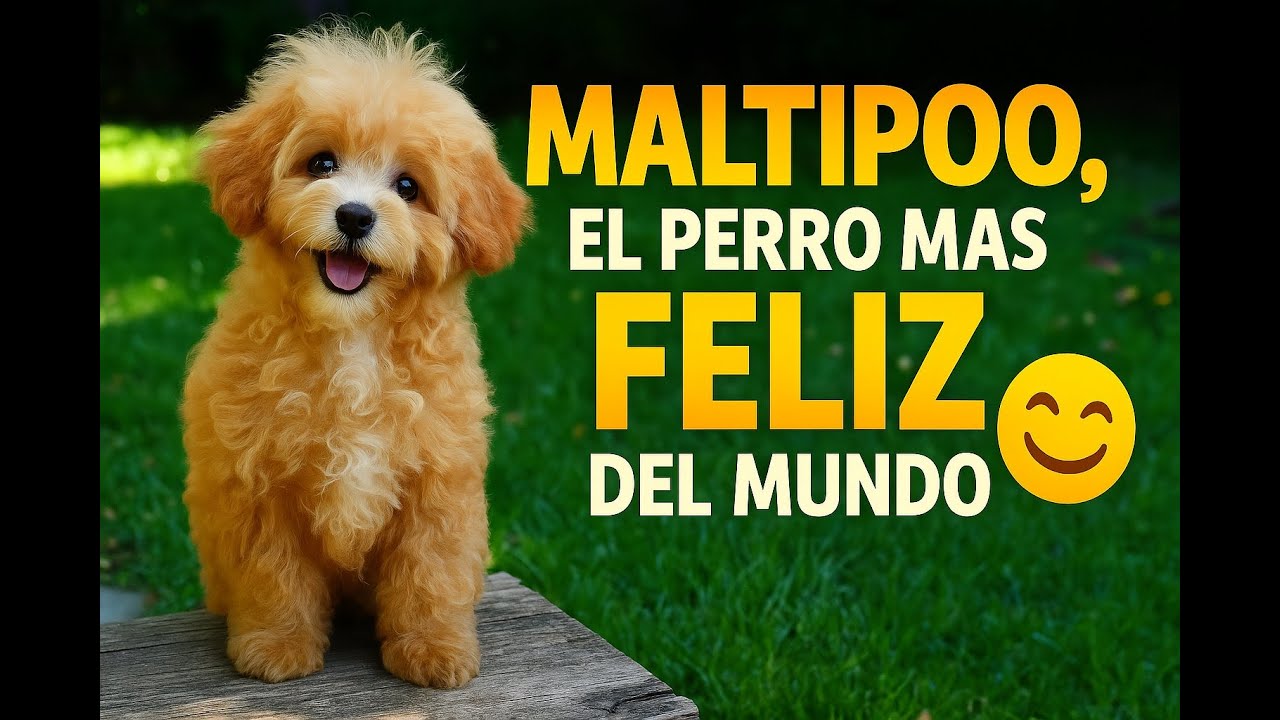 Perro Feliz En El