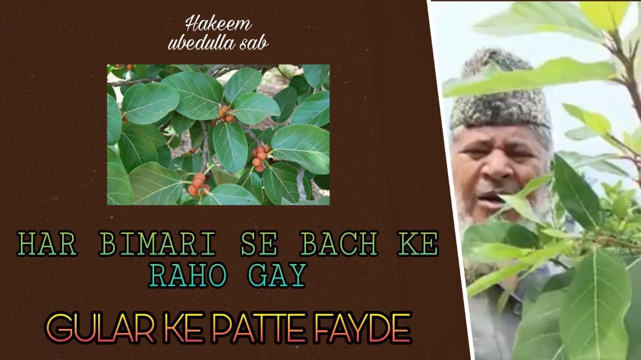 GULAR KA PED KE FAYDE CLUSTER PLANT BENEFITS || UBED ULLA - YouTube