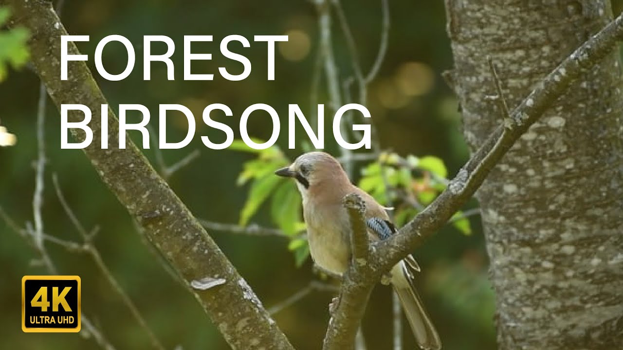 Relaxing Sleep Music | Forest Birdsong Nature Sounds - Deep Healing ...