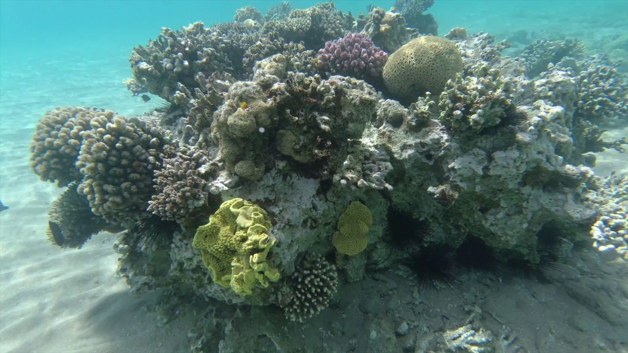 Tala Bay Aqaba Reef - YouTube