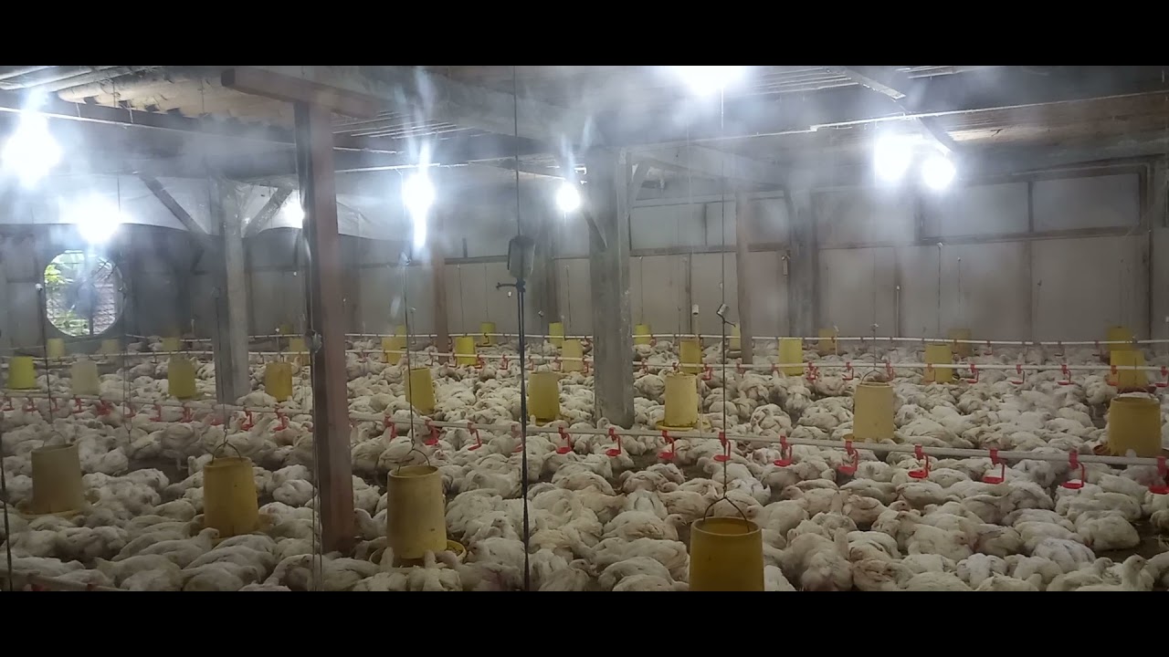 Broiler Modern Strain NewLohmann - YouTube