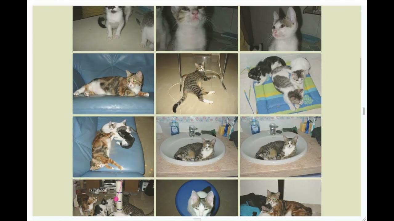 Eugenia's Cat Tree Progress - Responsive (incomplete) - YouTube