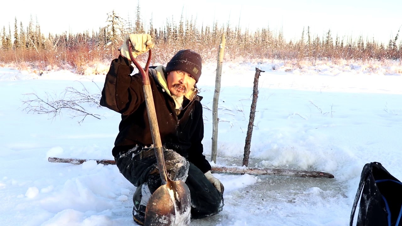 poplar bait set for beaver - YouTube