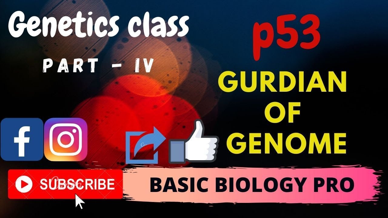 p53: Guardian of Genome - YouTube