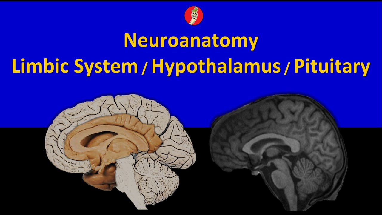 Neuroanatomy: Limbic System, Hypothalamus, and Pituitary Axis - YouTube
