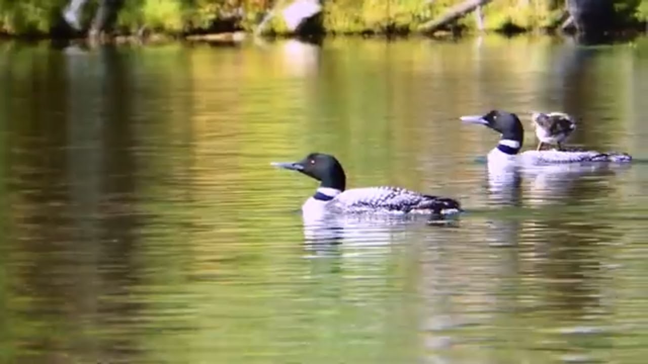 Loons adopt ducklings (2019) - YouTube