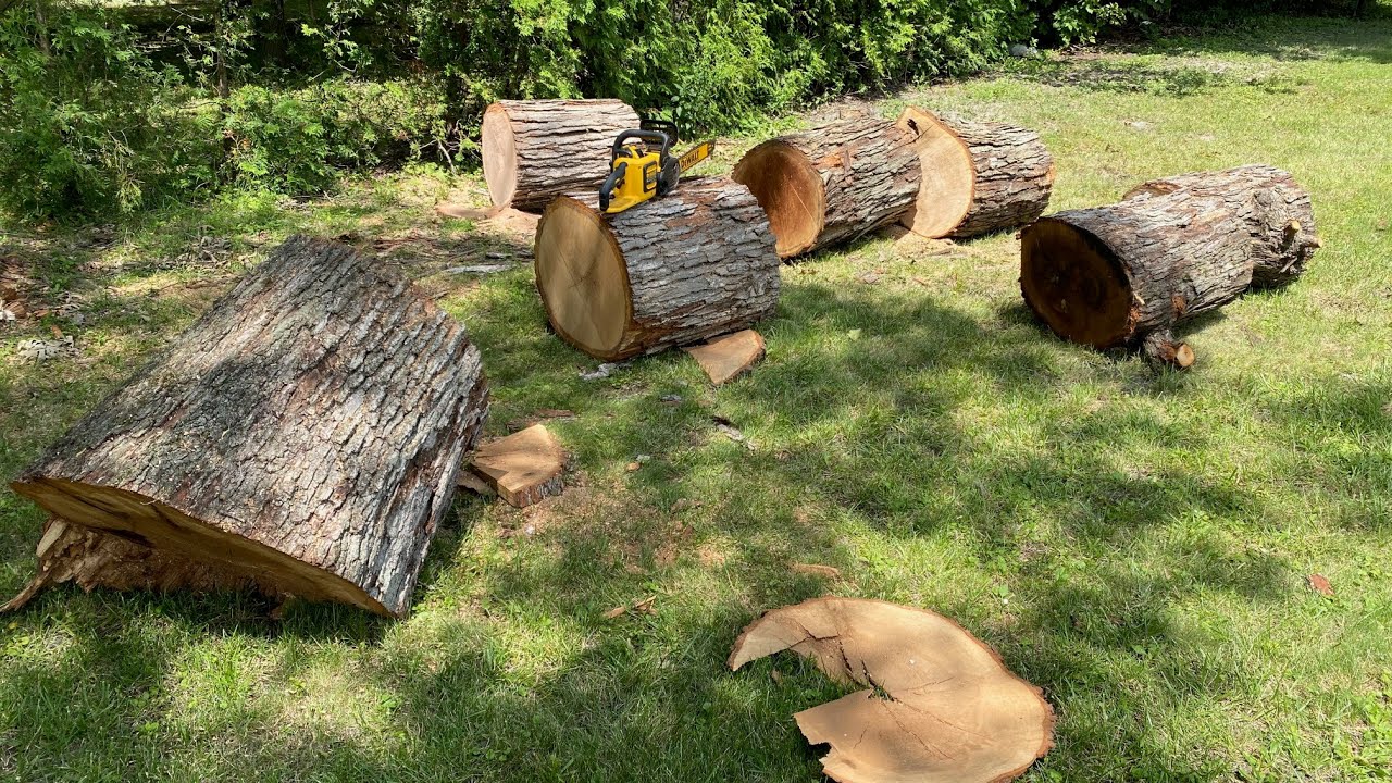 Cutting and Moving Freshly Felled Pin Oak Logs - YouTube