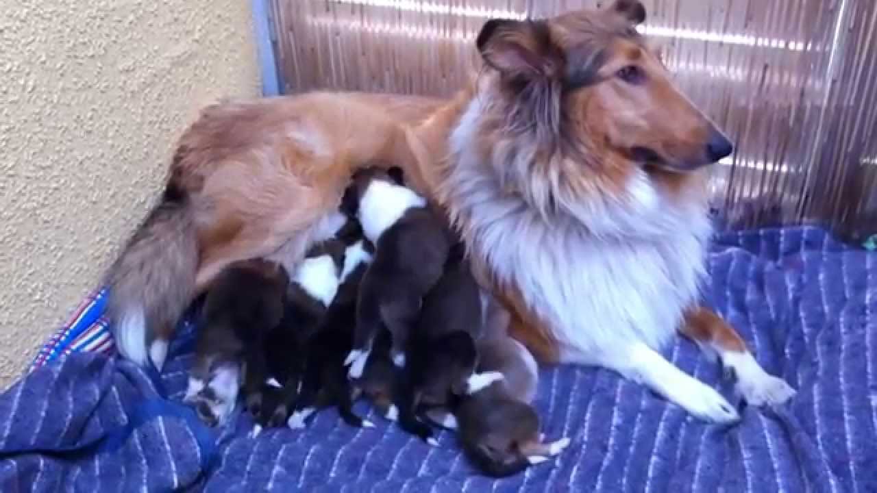CACHORROS ROUGH COLLIE - YouTube