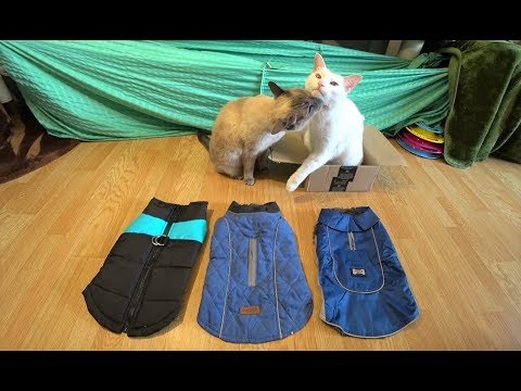 Cat Rain Coat & Winter Coat Test / Review (3 Types) - For Walks & Hikes
