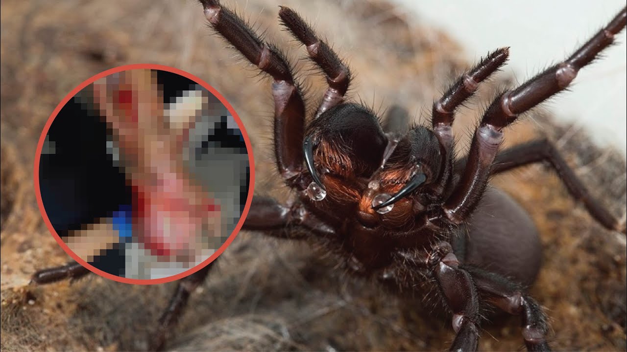 TOP 5 Most Venomous Spiders In the World - YouTube