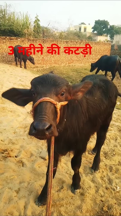 Govind Jangra #dailyvlog #haryanvi #haryanvisong - YouTube