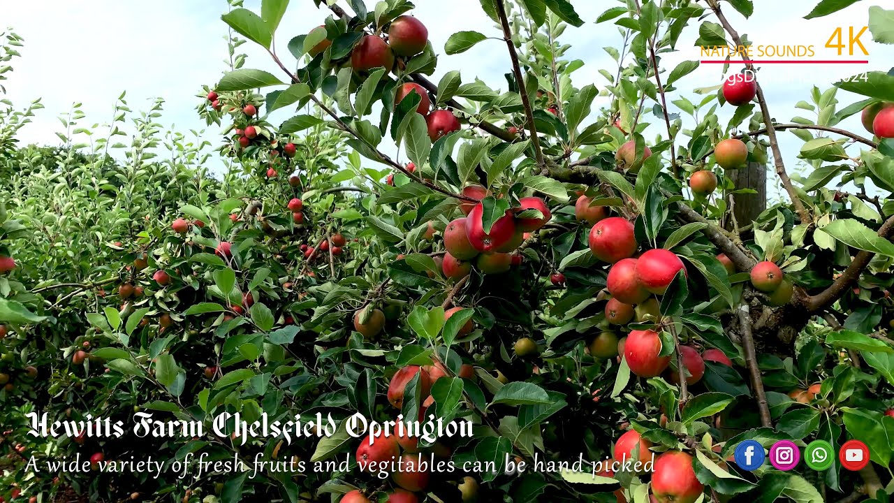 Hewitts Farm in Chelsfield Oprington Pick your own Fruits and ...