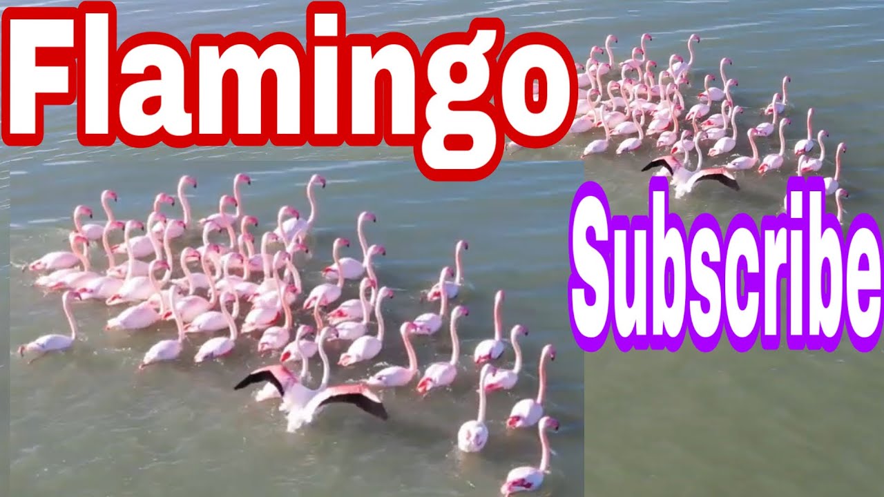amazing flying Flamingo wow so beautiful - YouTube