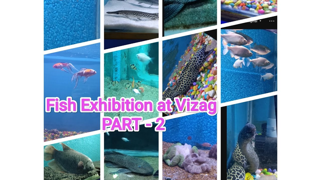 Fish Aquarium Exhibition Vizag | Fish Exhibition | Fish Water ...