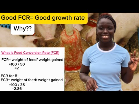 Feed Conversion rate (FCR) of Pigs| Importance of FCR to Pig Growth ...