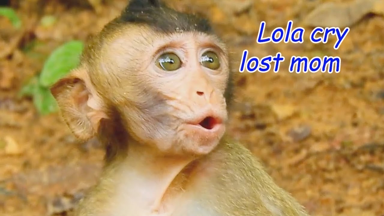 FULL SAD CLIP! Poor baby monkey LOLA sit alone cry very sad | Pity poor ...