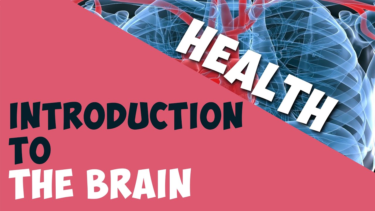 Introduction to The Brain | Physiology | Biology | AddyESchool - YouTube