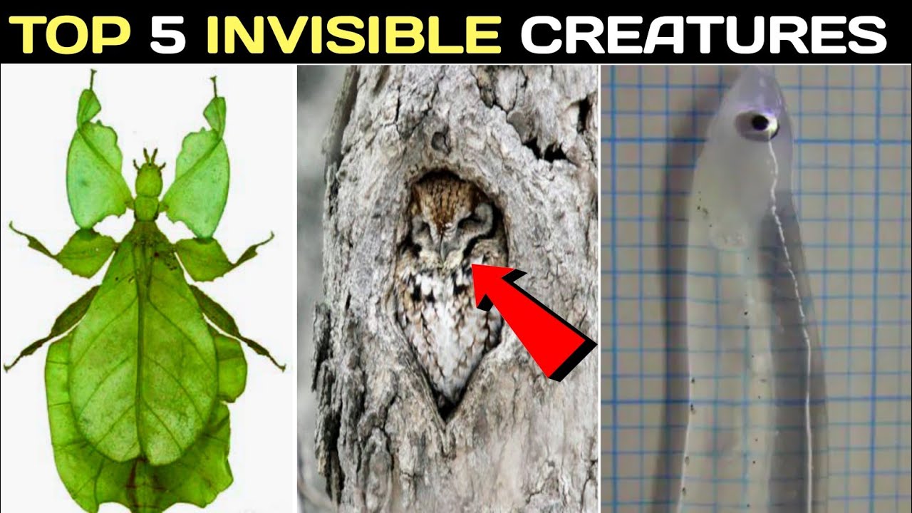 Top 5 invisible animals in the world 🌎 - YouTube
